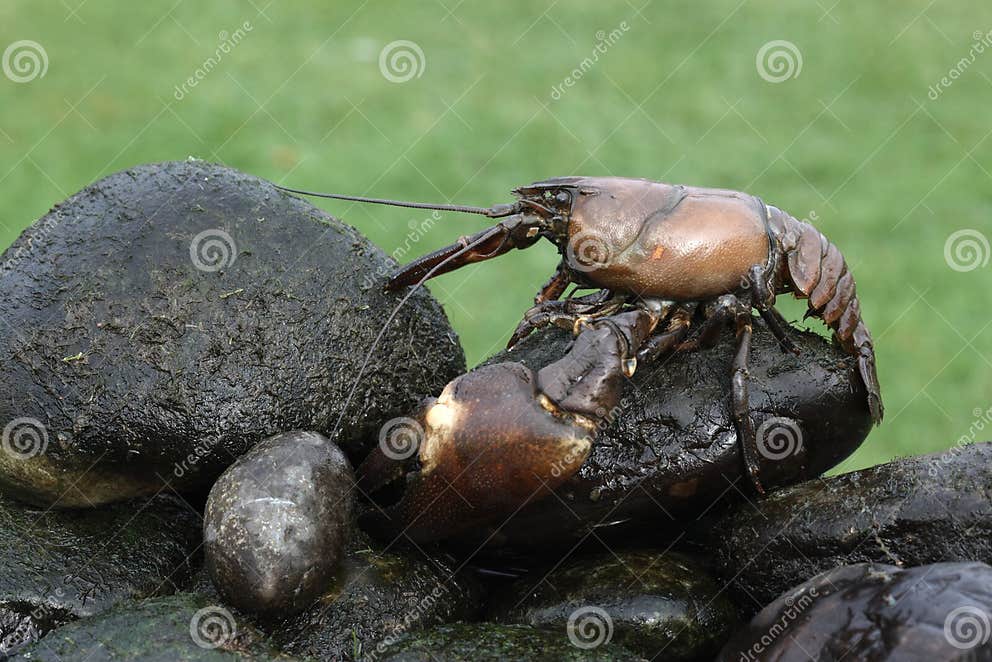 Signal Crayfish, Pacifastacus Leniusculus Stock Photo - Image of ...