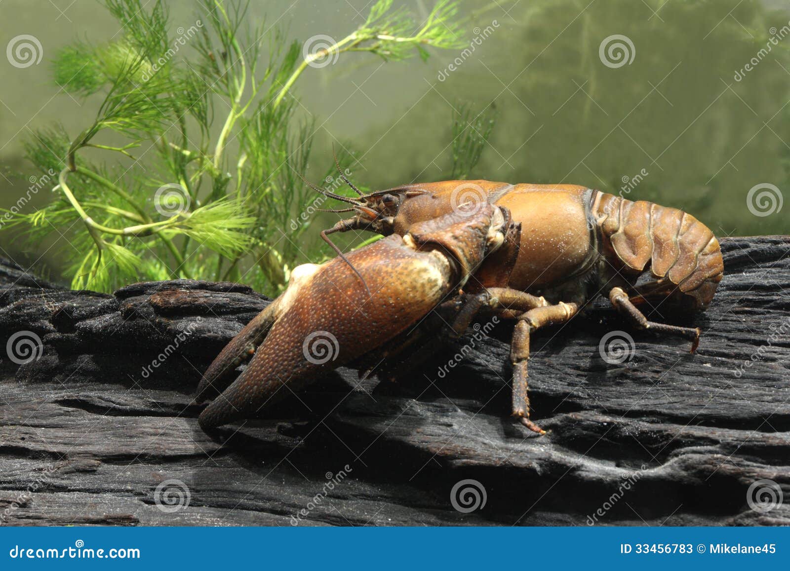 Signal Crayfish, Pacifastacus Leniusculus Stock Image - Image of ...