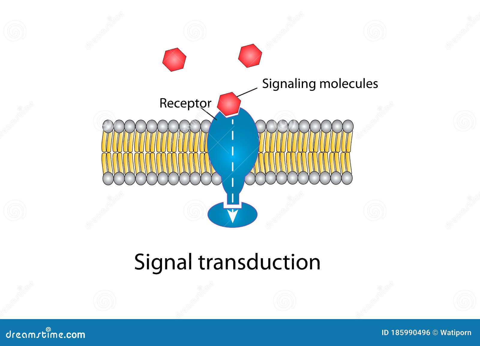 Signal transduction stock illustration. Illustration of life - 185990496 Signal transduction stock illustration. Illustration of life - 185990496