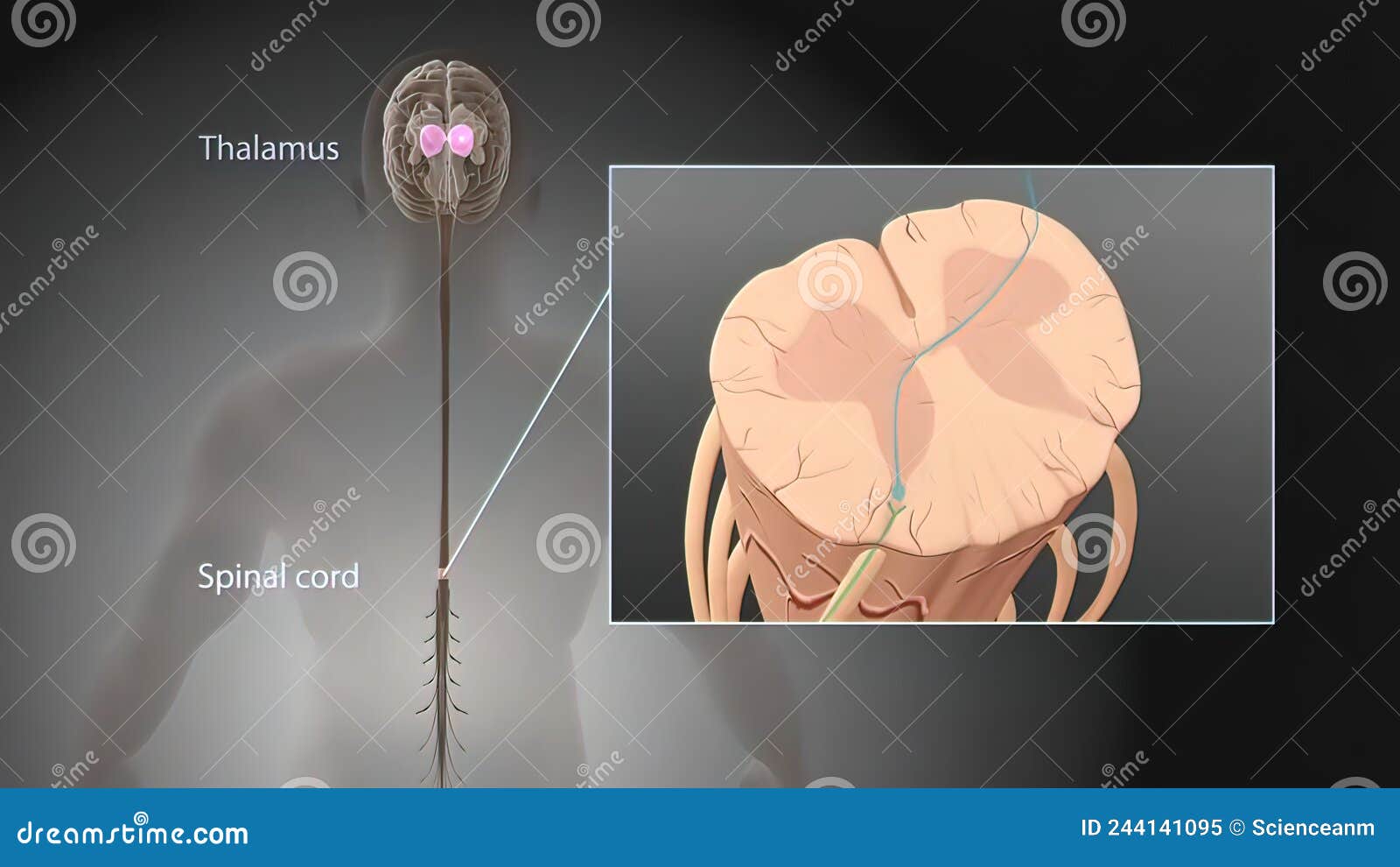 Signals from the Spinal Cord and Transmitted To the Brain Stock ...