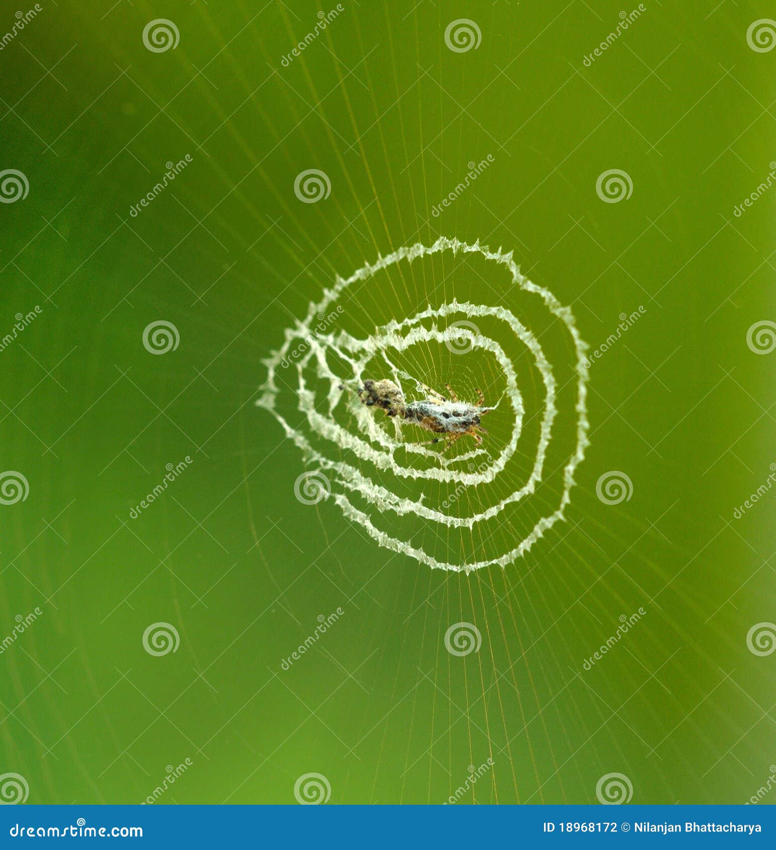 Signature spider stock photo. Image of macro, spring - 18968172