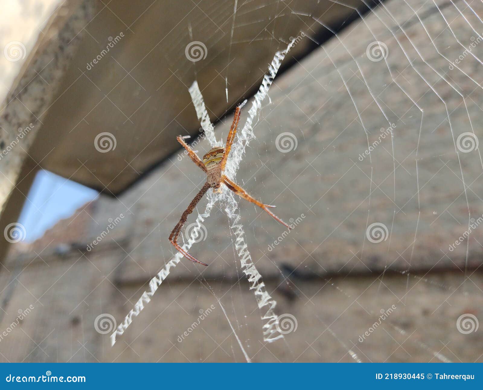 Signature Spider in Its Web Stock Image - Image of leaf, wildlife ...
