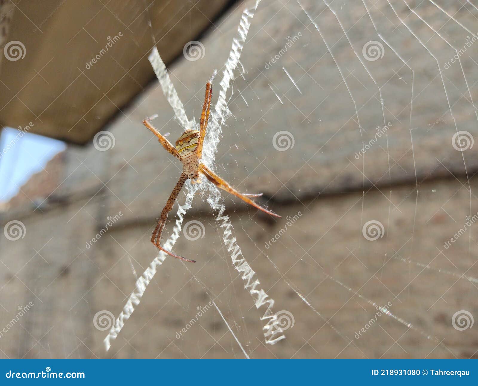 Signature Spider Web Patterns Background Royalty-Free Stock Photography ...