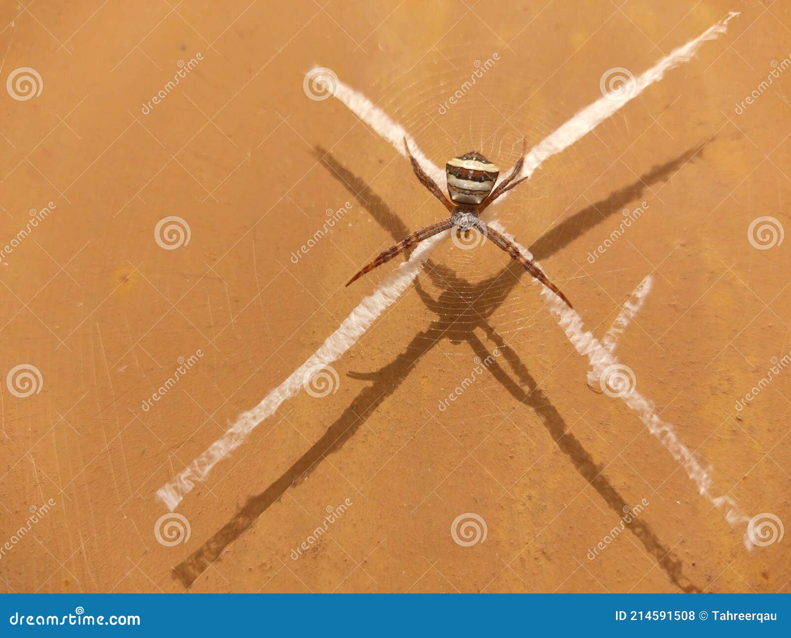 A signature spider in web stock photo. Image of signature - 214591508