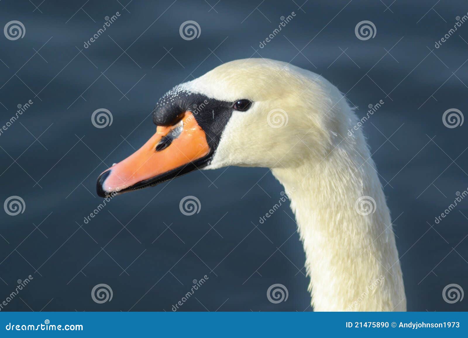 Signet to Swan stock photo. Image of animals, closeup - 21475890