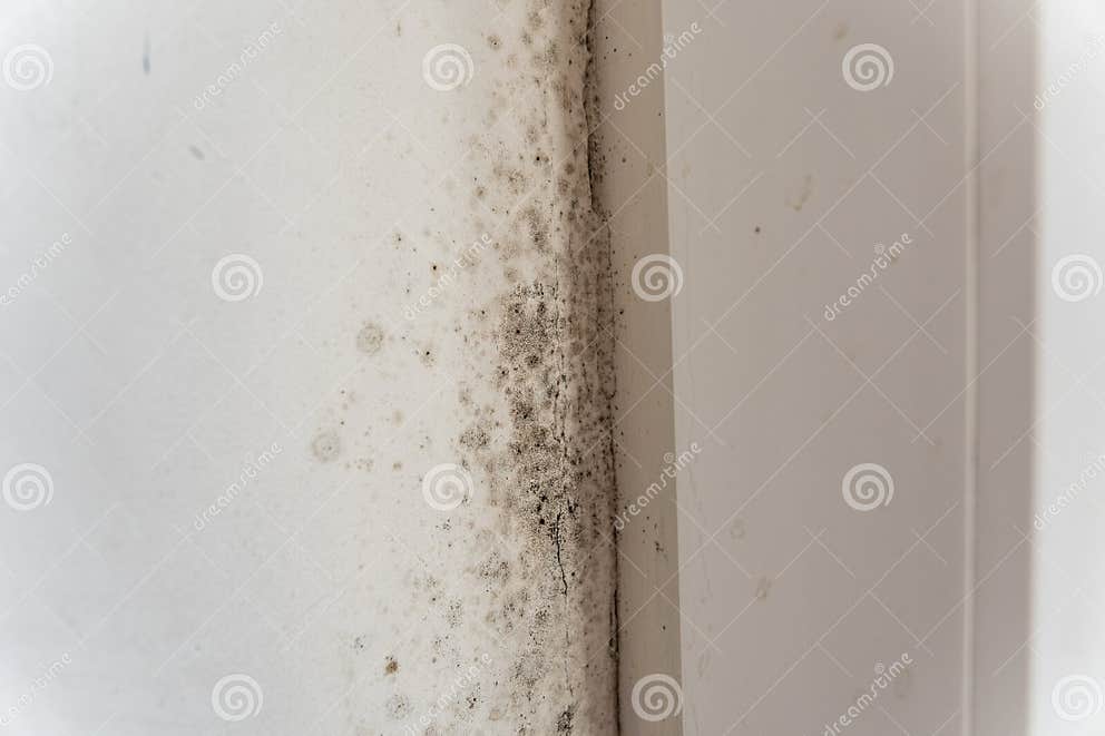 A Significant Mold Infestation is Visible in the Corner of a Wall ...