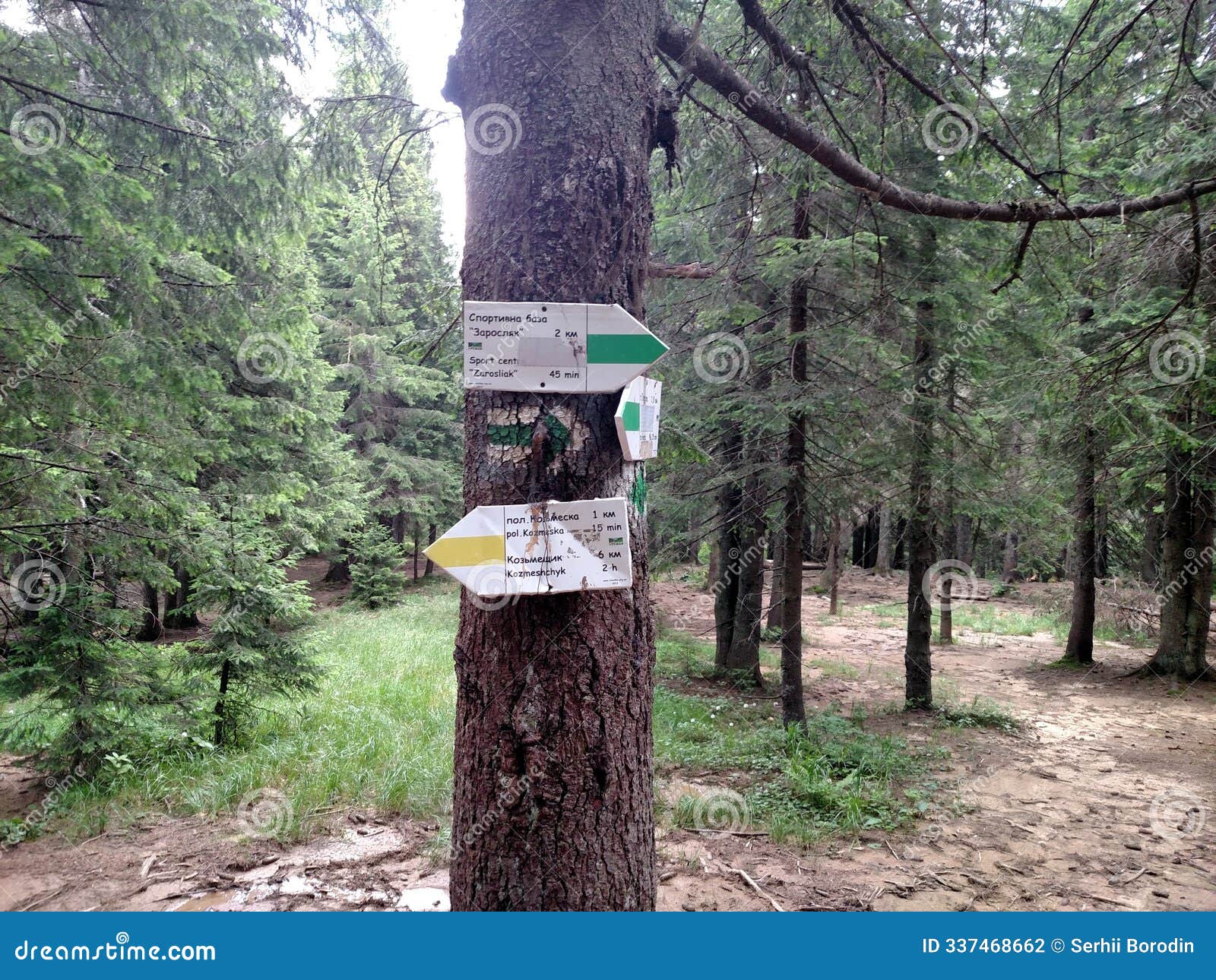 Signpost in Forest Directional Signs Trail Stock Photo - Image of ...
