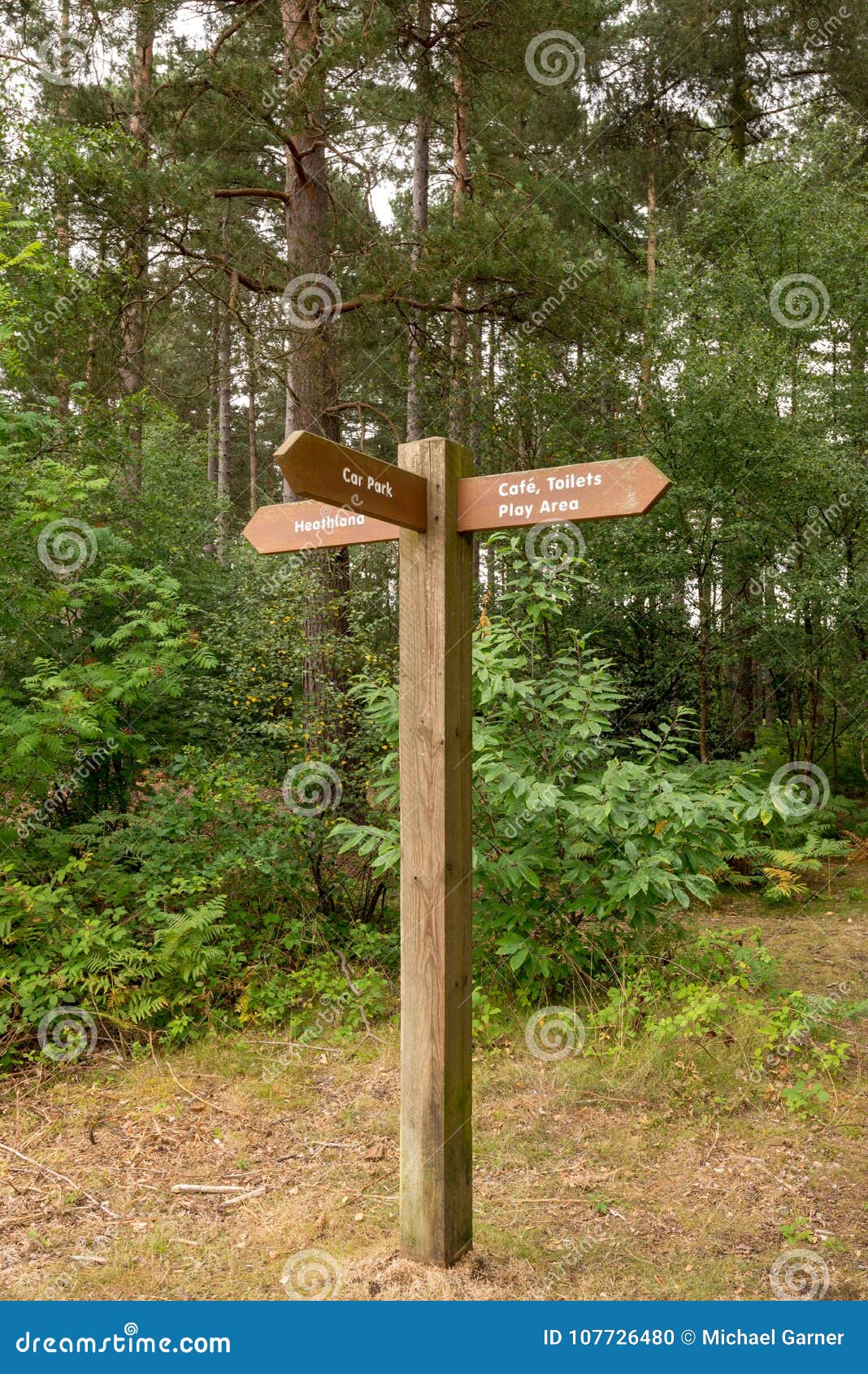 Signpost forest road stock photo. Image of forest, post - 107726480