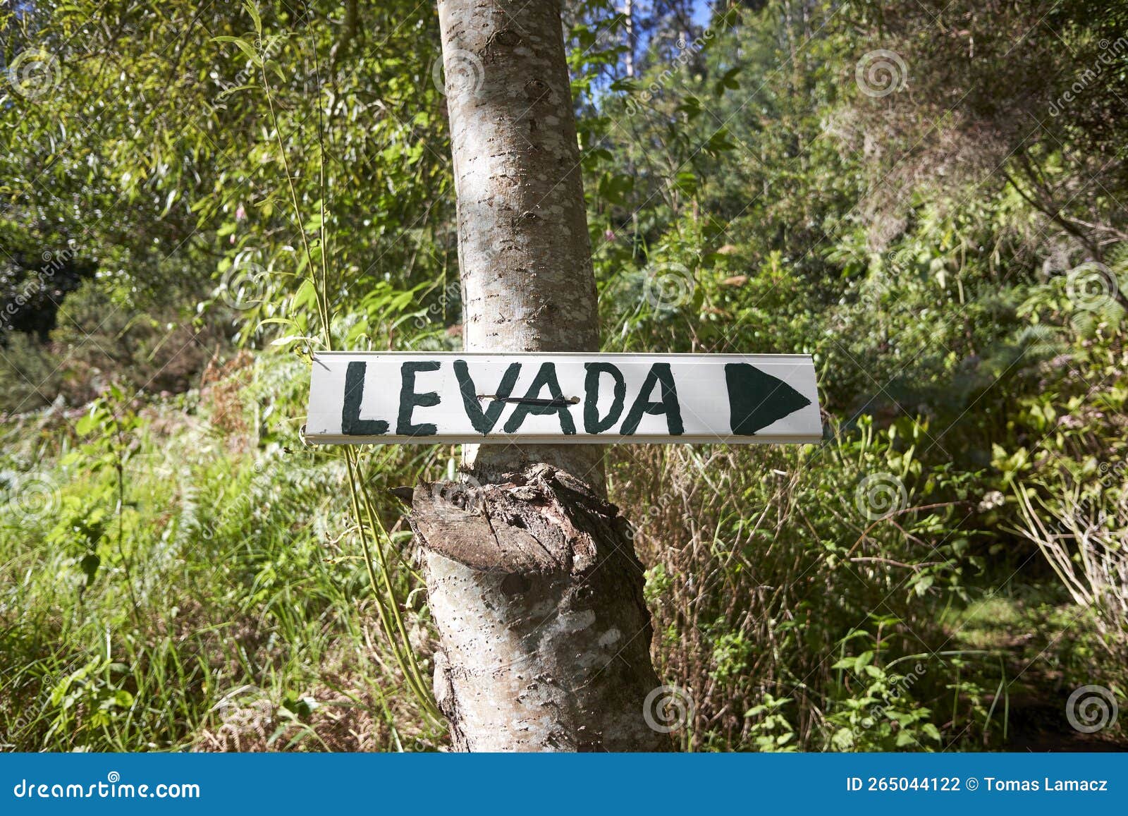 Signpost To Levada on a Tree in Madeira Stock Photo - Image of green, signpost: 265044122