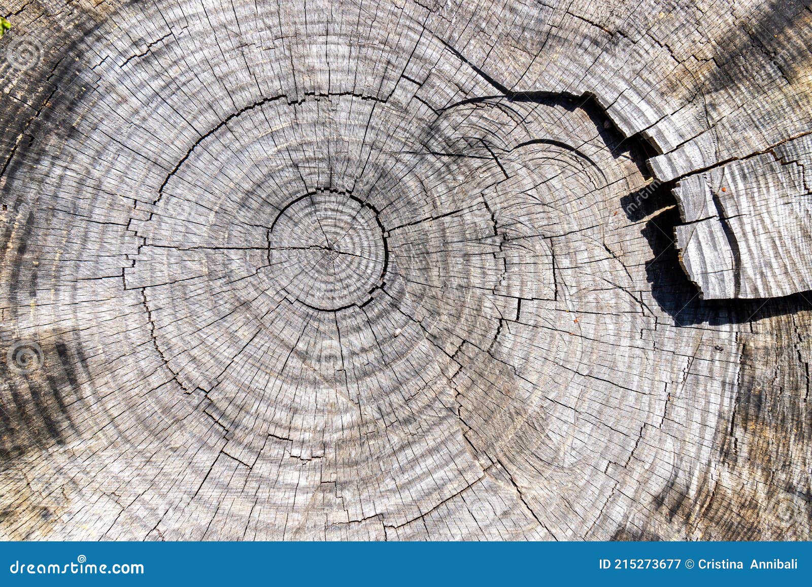 Top View of a Cut Tree Trunk. Stock Image - Image of circular, sawed ...