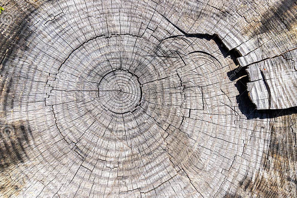 Top View of a Cut Tree Trunk. Stock Image - Image of circular, sawed ...