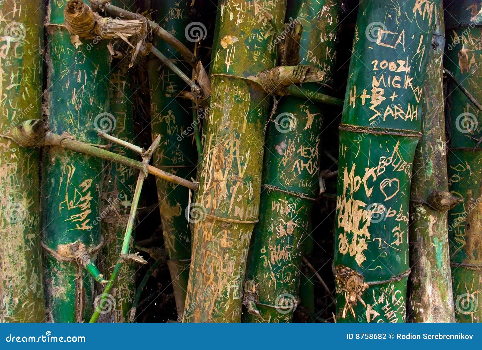 Signs on bamboo stock photo. Image of lush, abandoned - 8758682