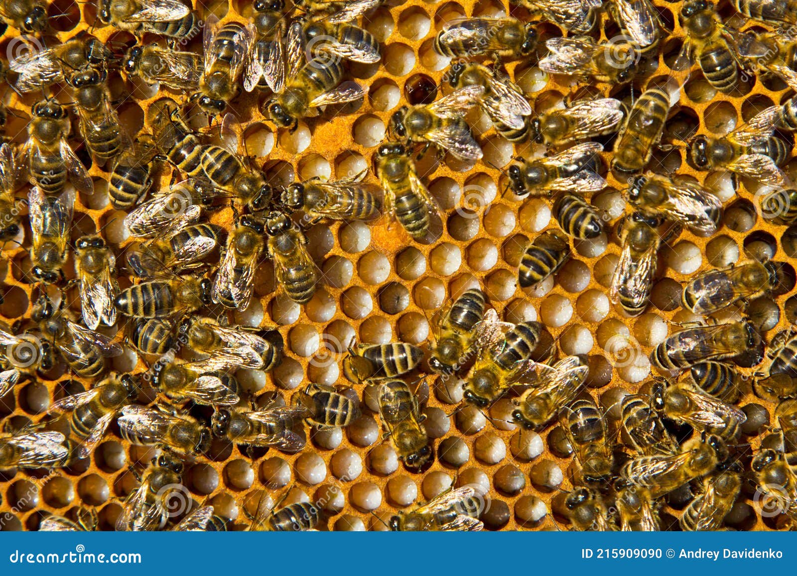 Signs of the Development of a Bee Colony Stock Photo - Image of eyes ...