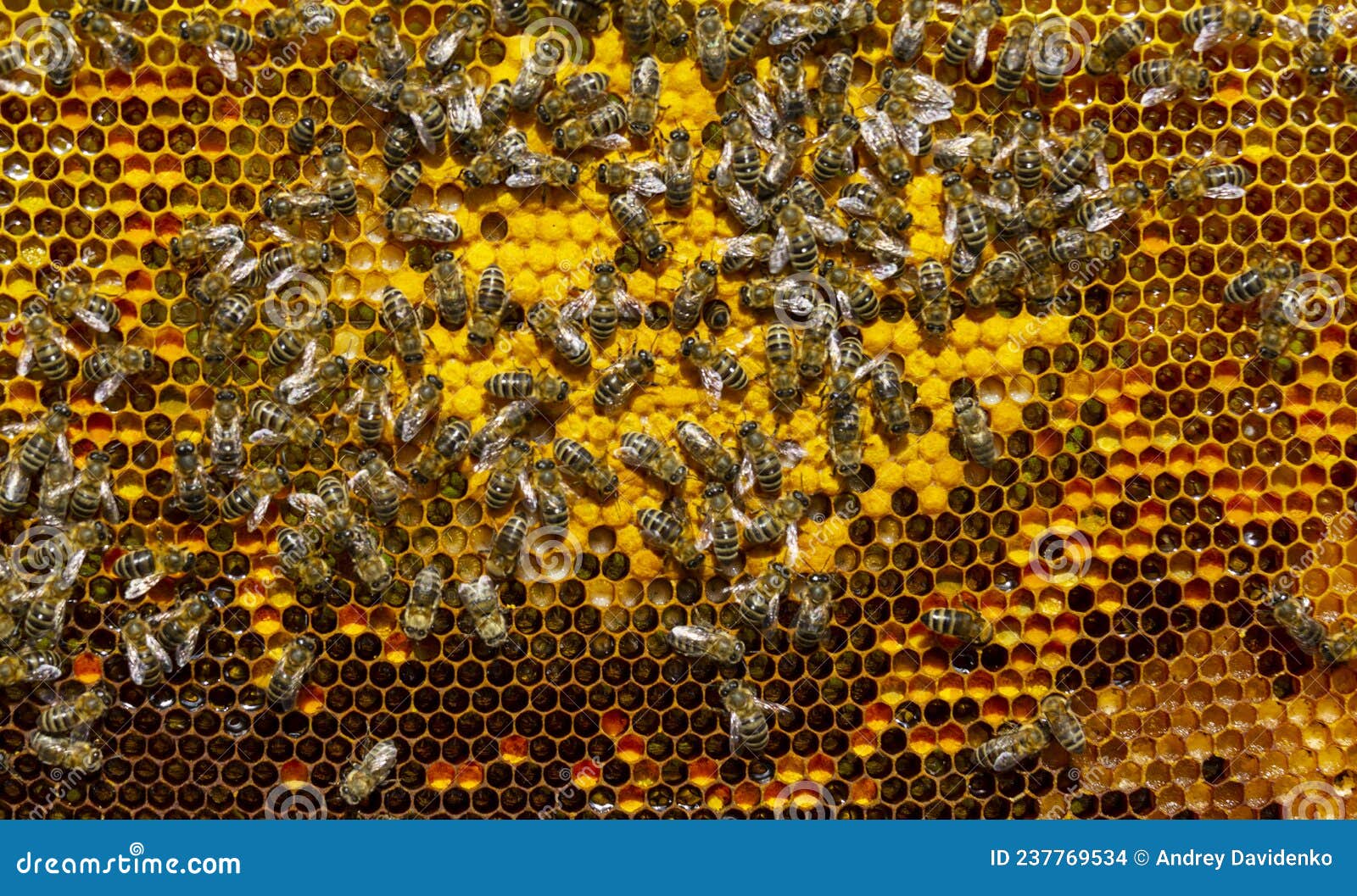 Signs of the Development of a Bee Colony Stock Photo - Image of animal ...