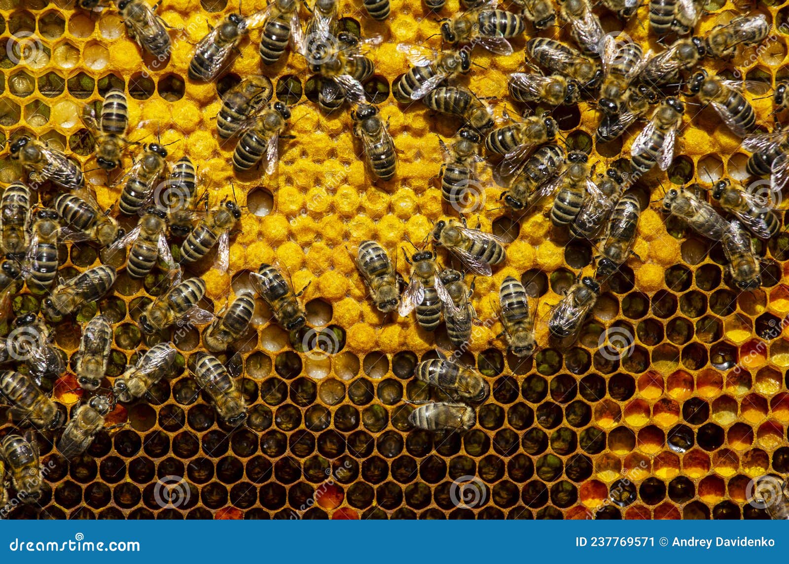 Signs of the Development of a Bee Colony Stock Image - Image of light ...