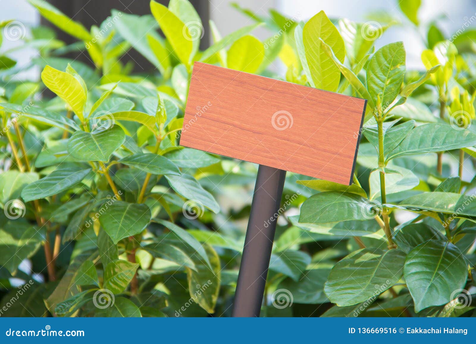 Signs wood empty. stock photo. Image of empty, tree - 136669516
