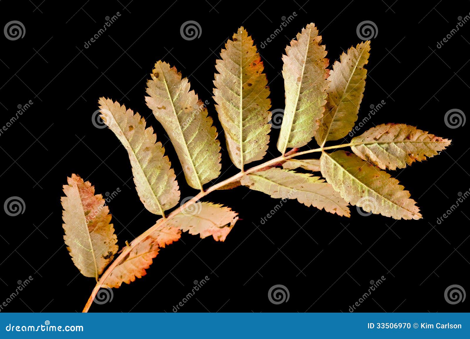 Signs of fall stock photo. Image of denmark, scandinavian - 33506970