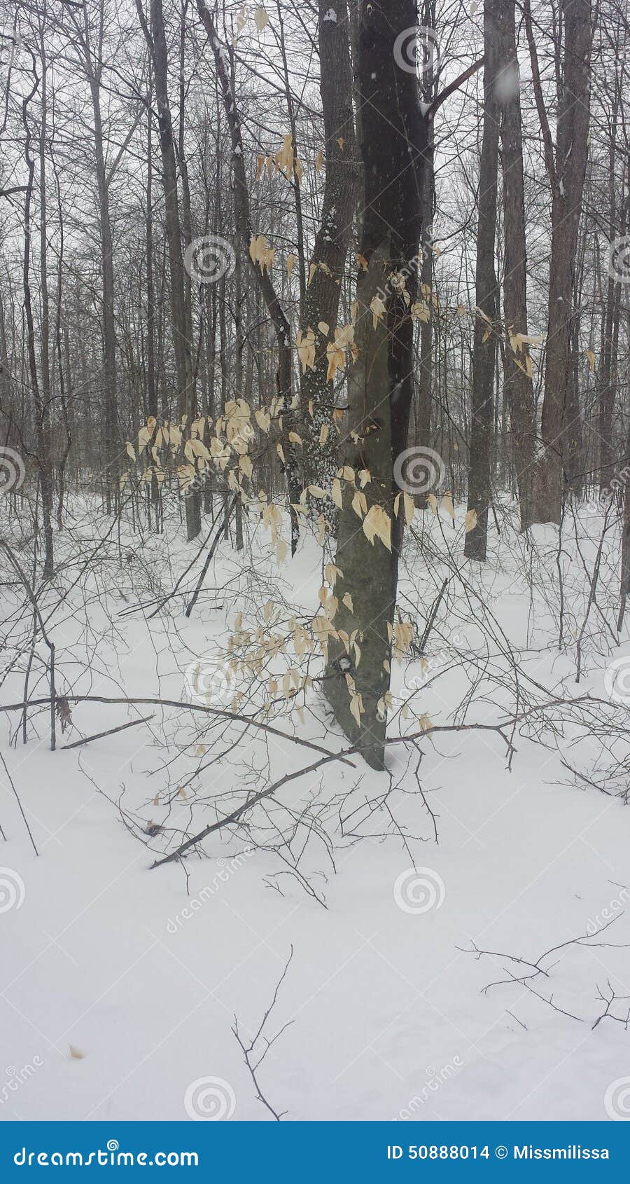 Blustering Winds Stock Photos - Free & Royalty-Free Stock Photos from ...