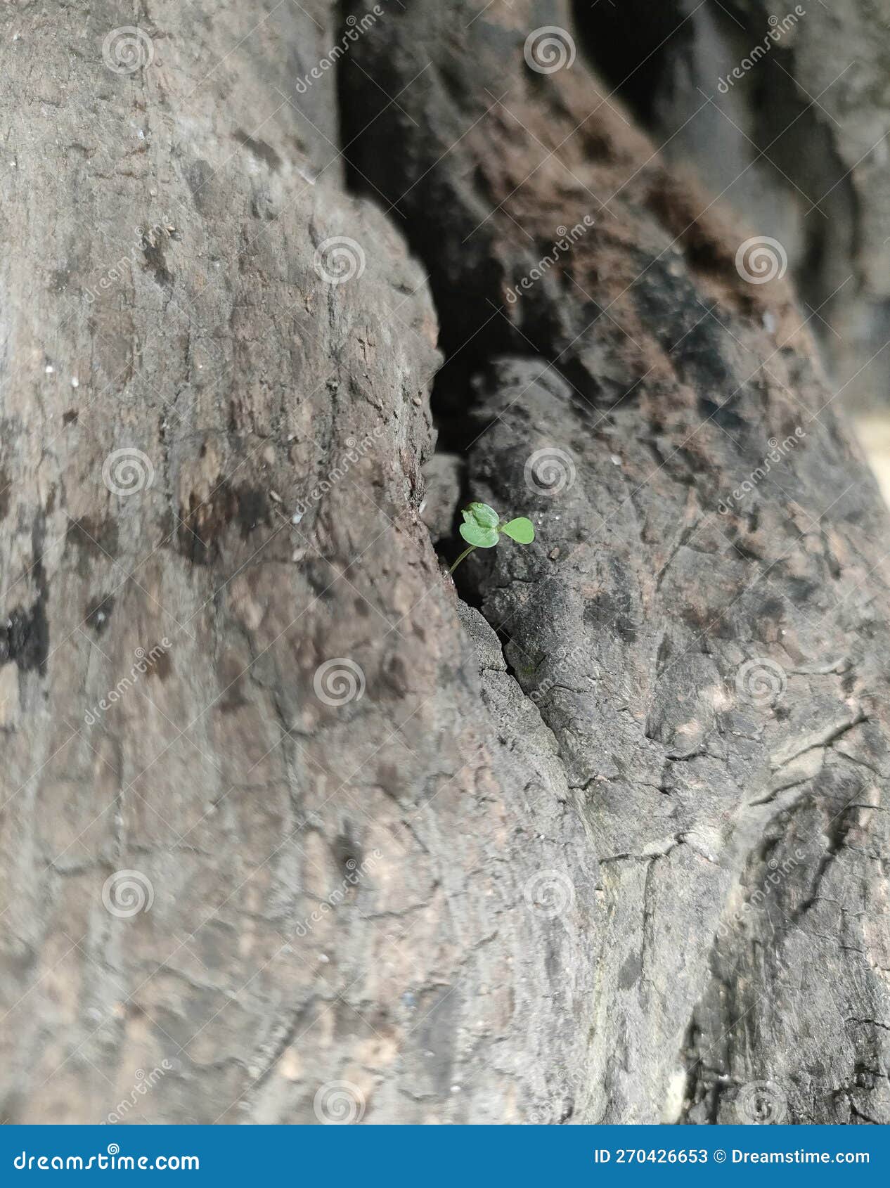 Signs of life over death stock image. Image of death - 270426653