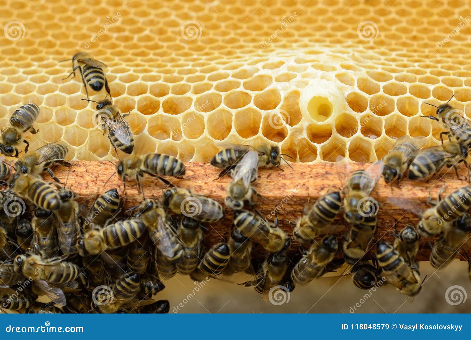 Signs of Roaring Bees. the Birth of a New Queen of Bees. Stock Image ...