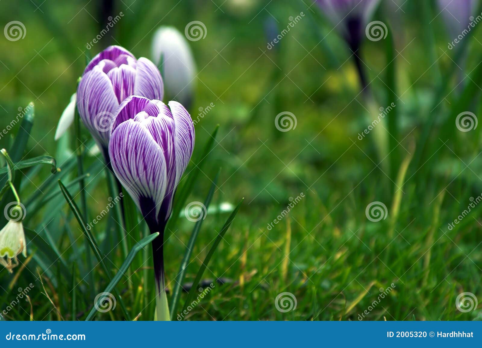 Signs of spring stock photo. Image of crocus, white, petals - 2005320