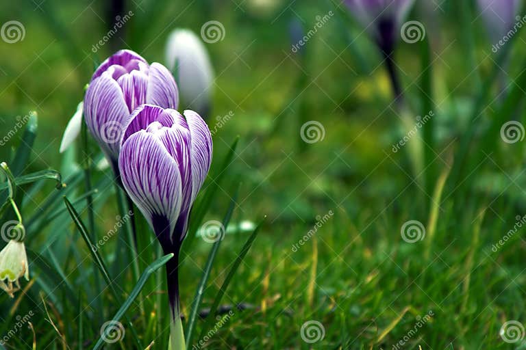 Signs of spring stock photo. Image of crocus, white, petals - 2005320