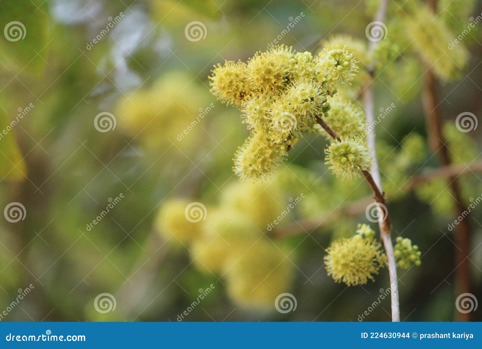 Signs of spring stock photo. Image of leaf, blossom - 224630944