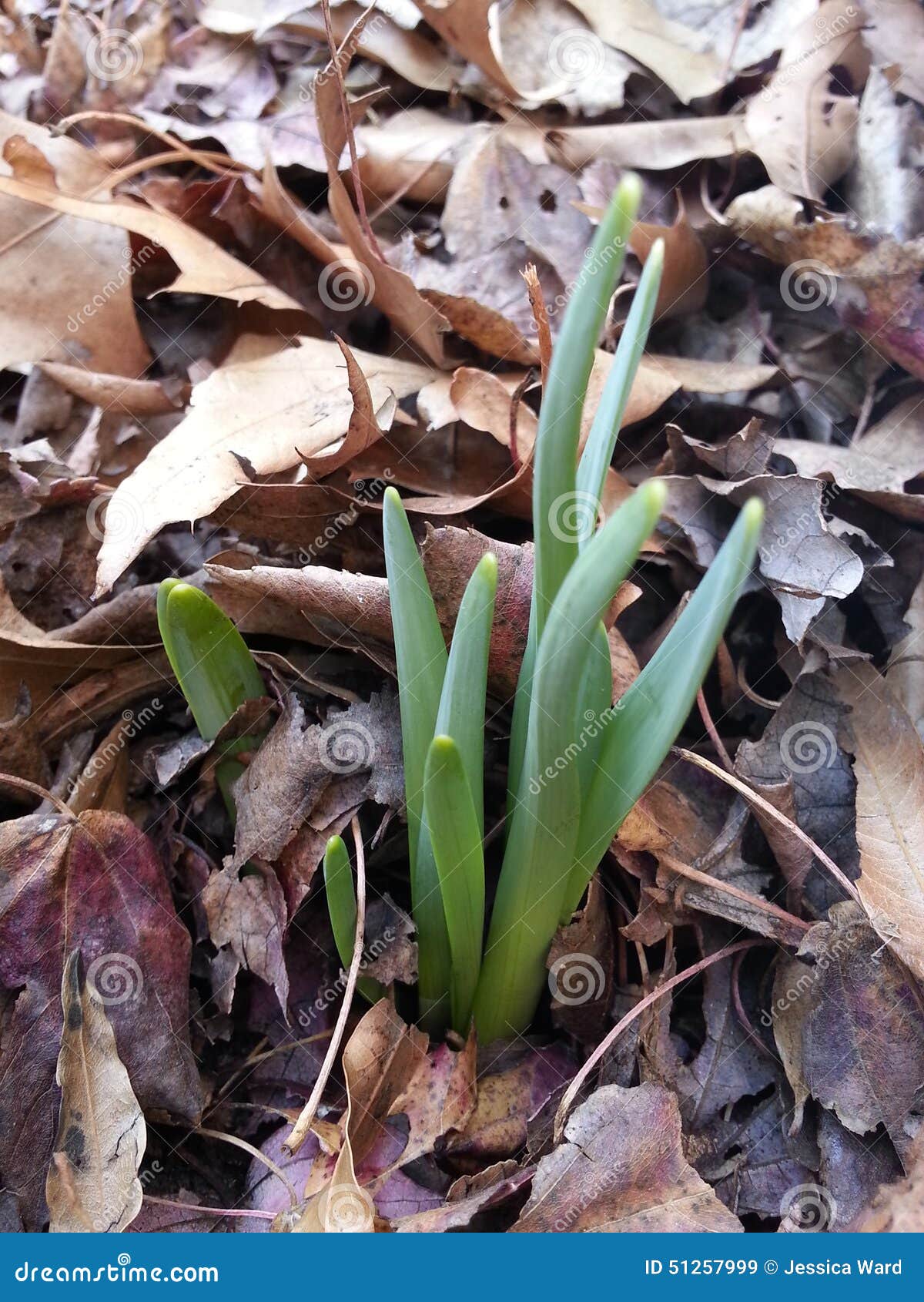 Daffodil Growing in Fall Leaves Leaves Stock Image - Image of hope ...