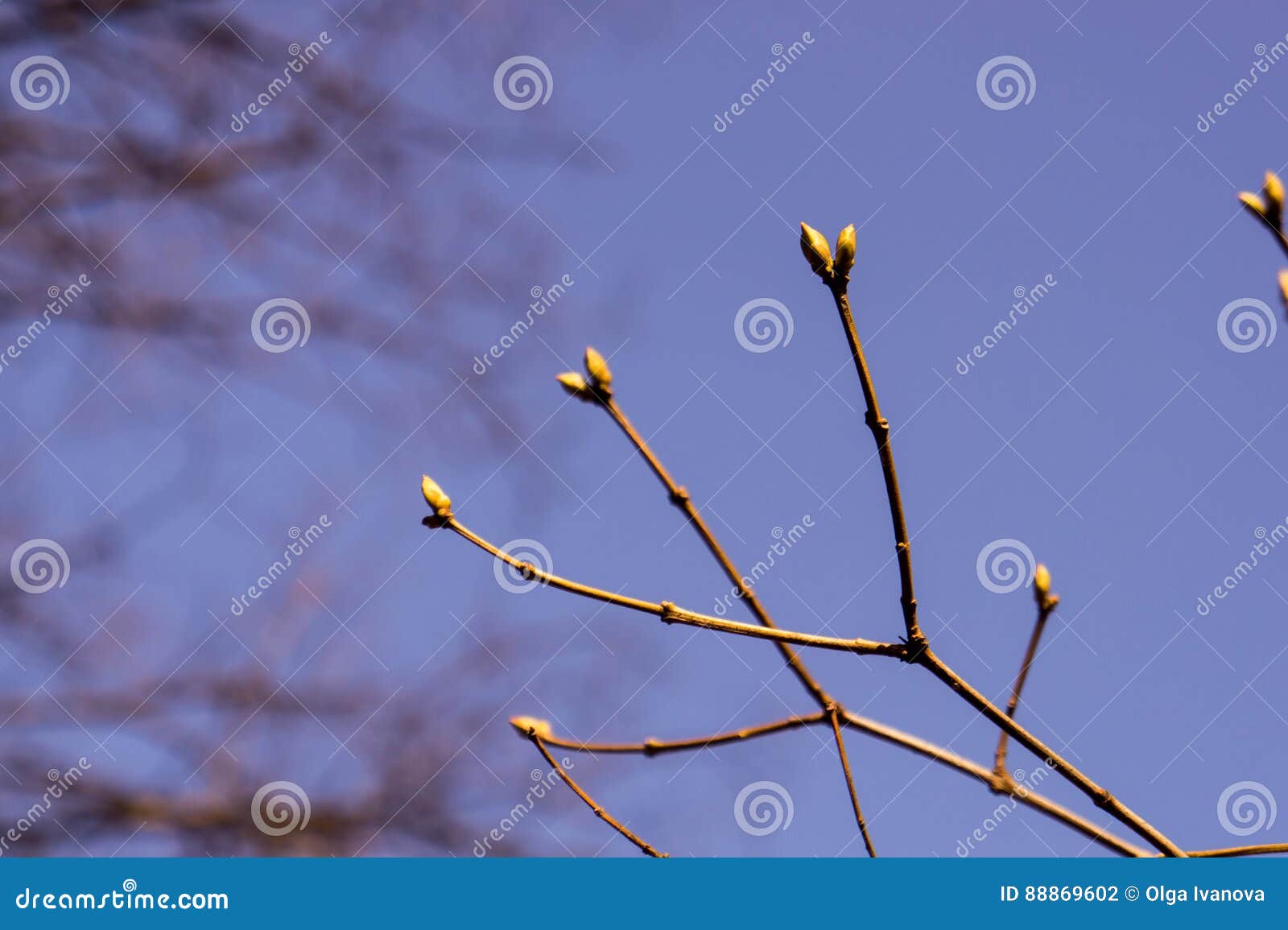 Signs of spring stock photo. Image of season, flora, seasonal - 88869602