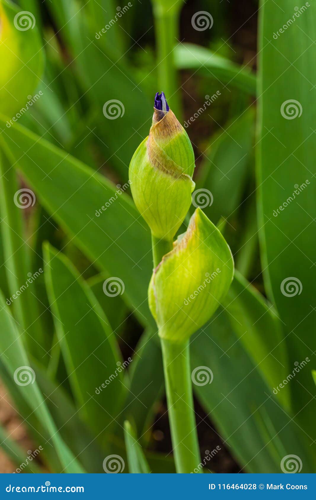 Signs of Spring are the First Iris Blossoms Peaking Out Stock Photo ...