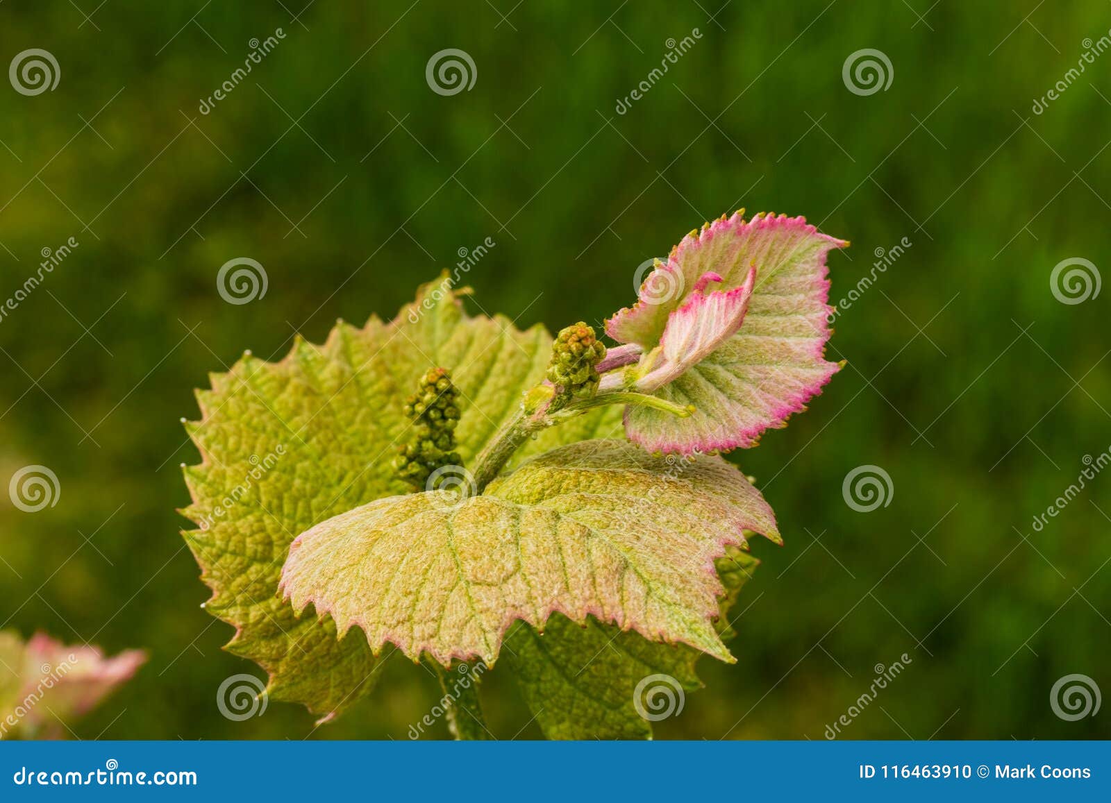 Signs of Spring Grape Vines Blooming and Buds Forming Stock Photo ...