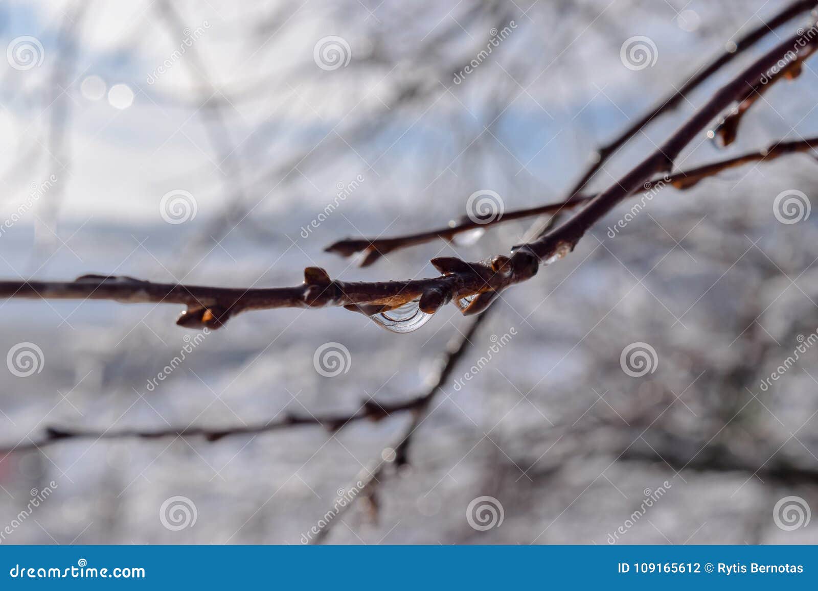 Signs of Spring stock photo. Image of melt, frozen, season - 109165612