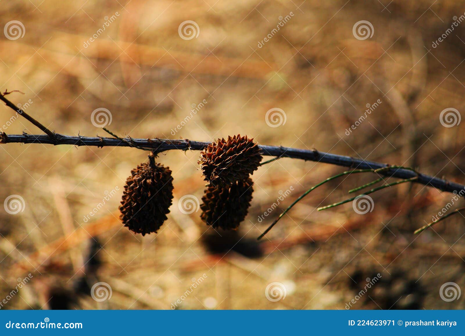 Signs of Spring Season in India Stock Image - Image of leaf, flower ...
