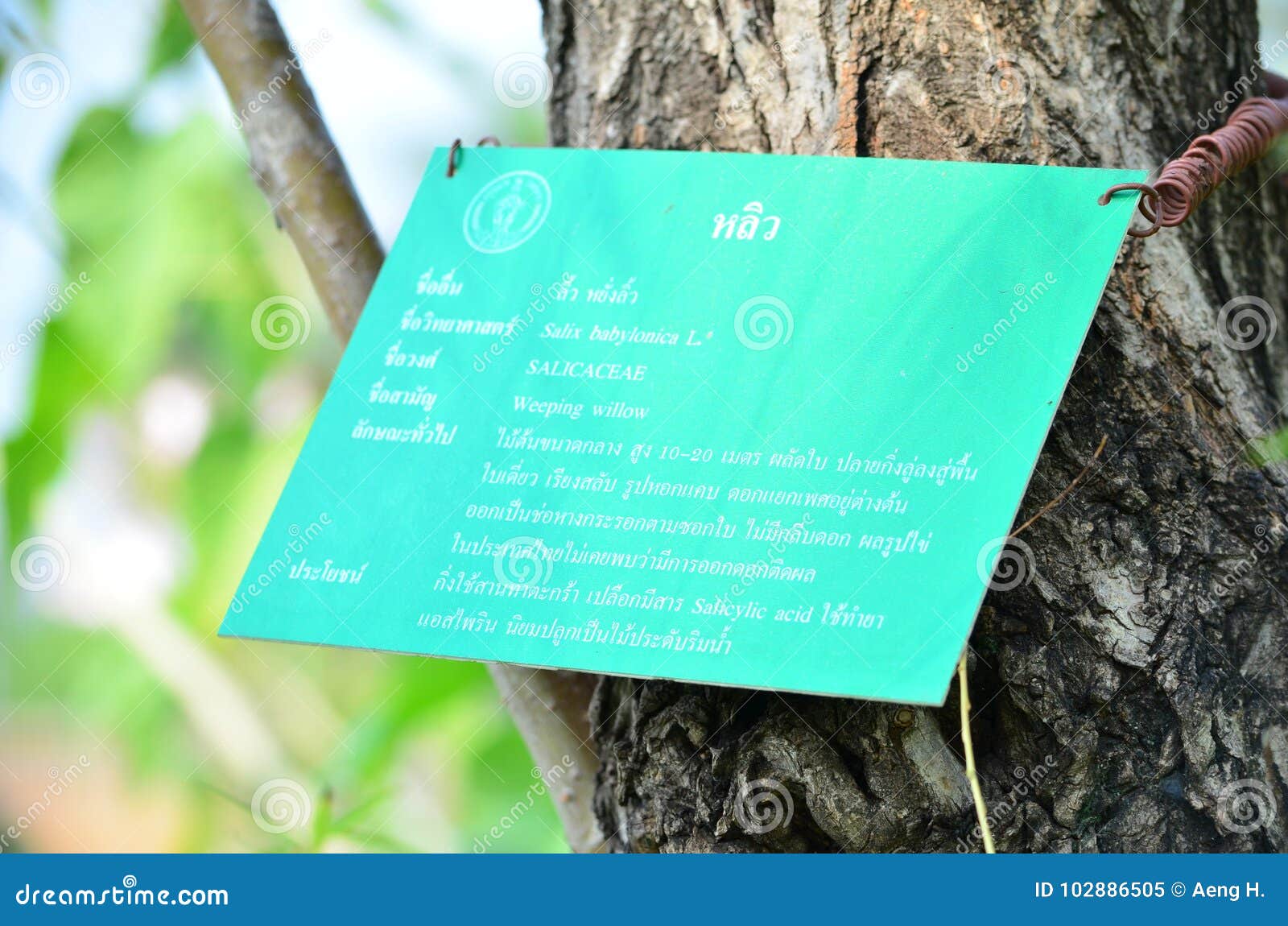 Signs tree. stock image. Image of imagery, green, located - 102886505