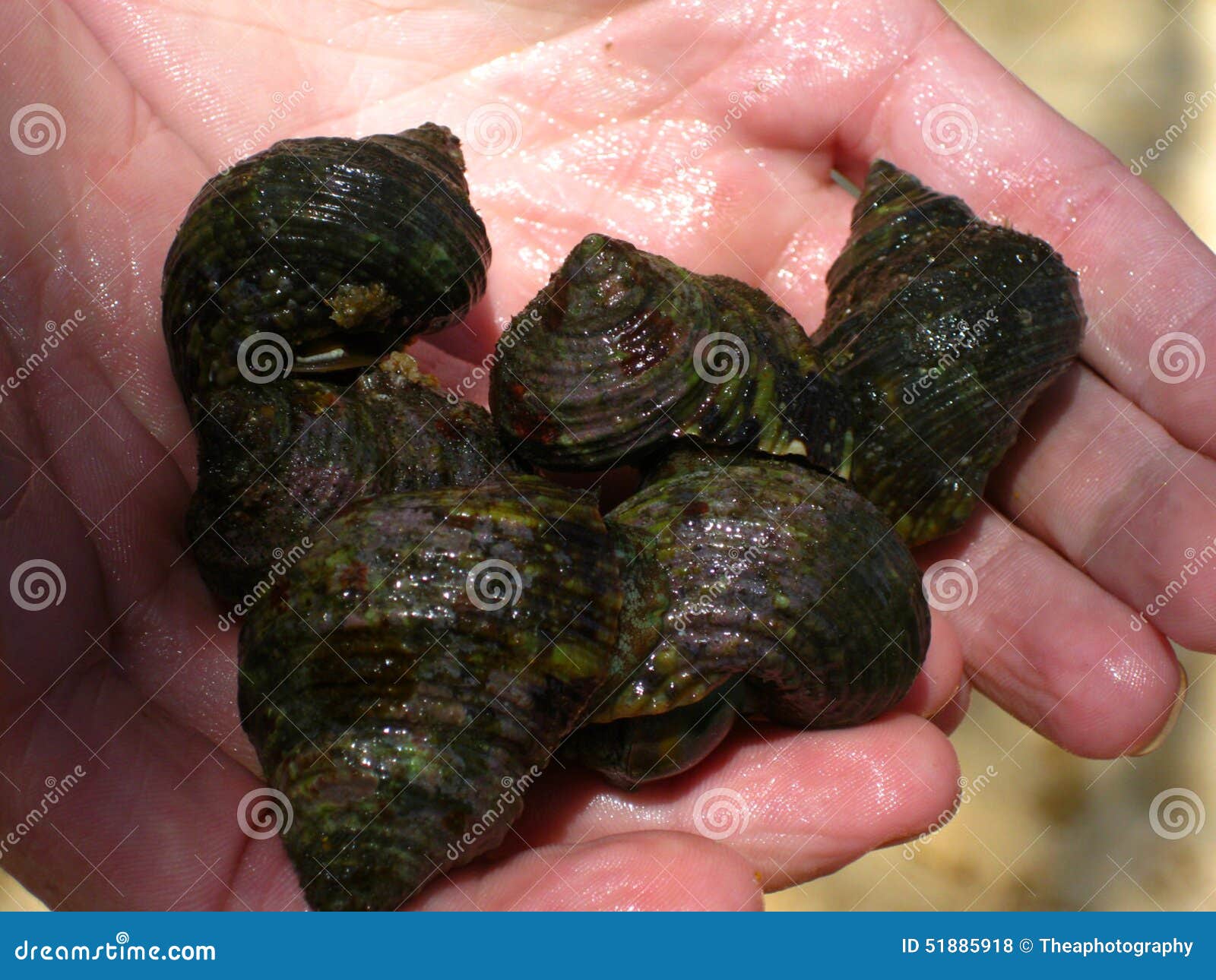 Periwinkles Animal Stock Photos - Free & Royalty-Free Stock Photos from ...