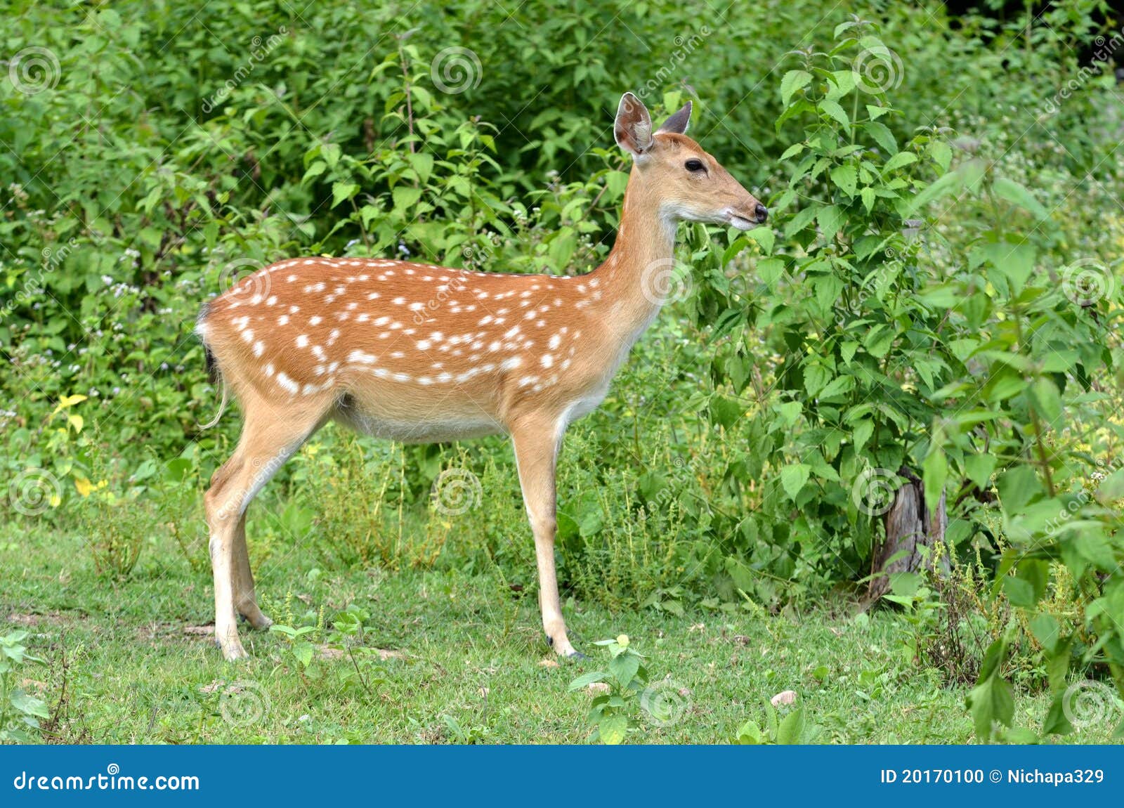 Sika deer stock photo. Image of stand, female, grass - 20170100