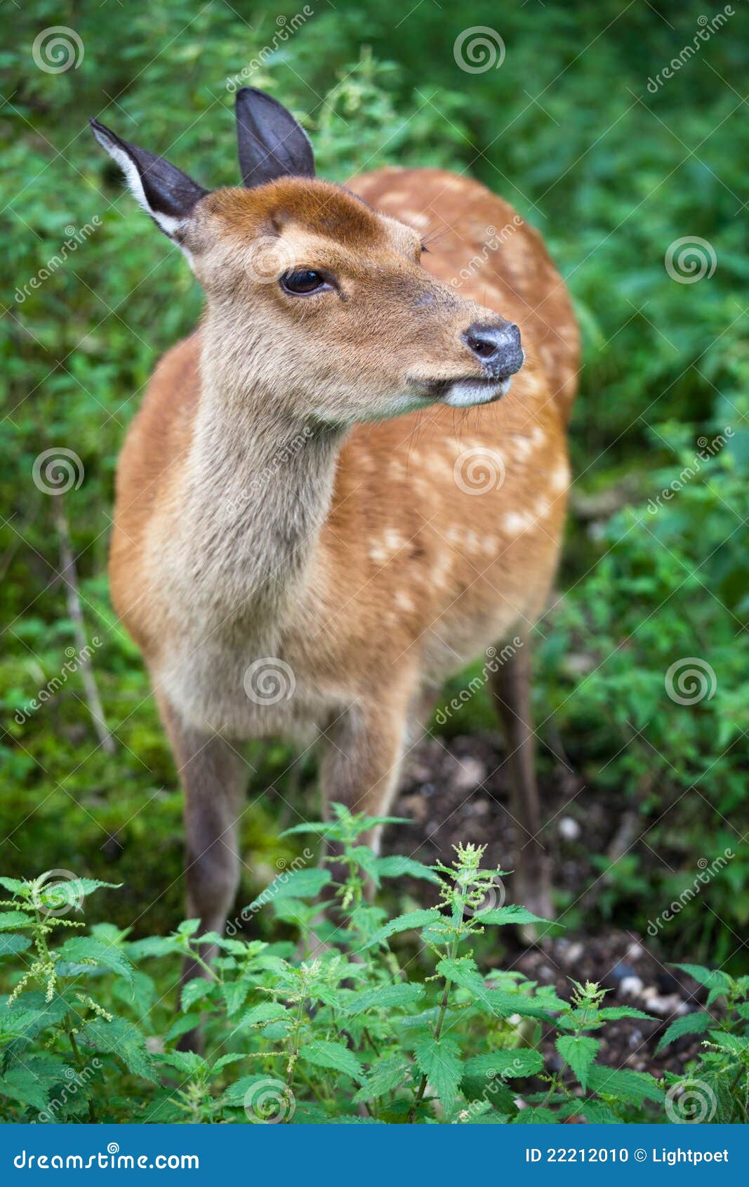 Sika deer stock photo. Image of close, nimal, group, head - 22212010
