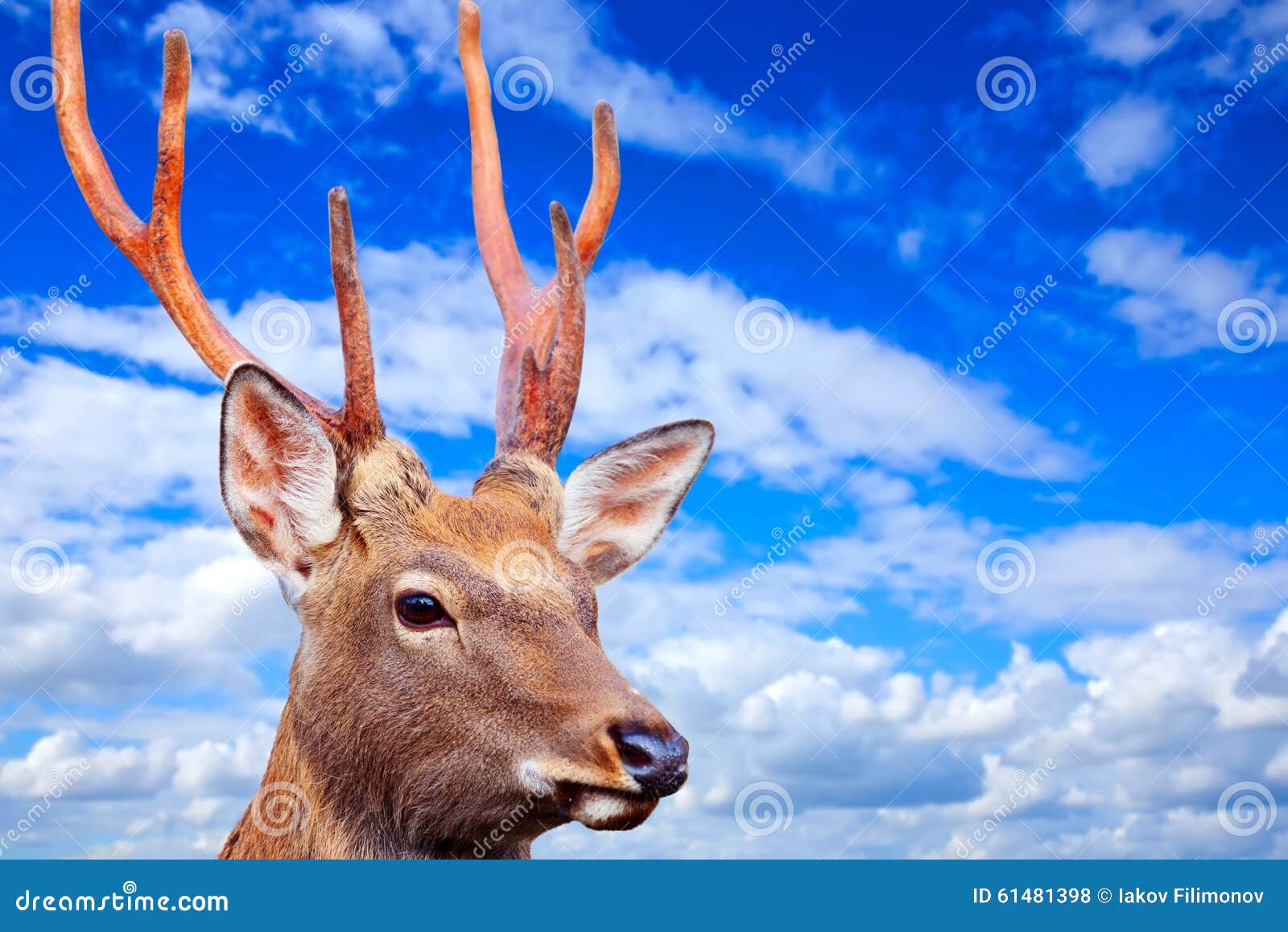 Sika deer against sky stock photo. Image of landscape - 61481398