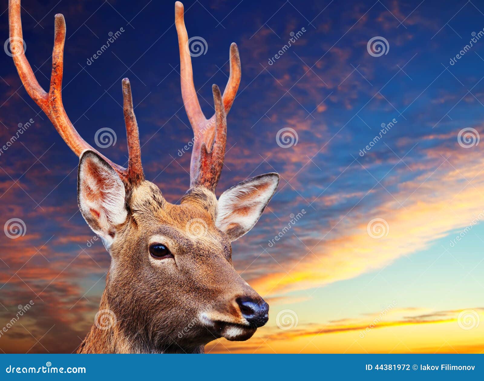 Sika Deer Against Sunset Sky Stock Photo - Image of horns, male: 44381972