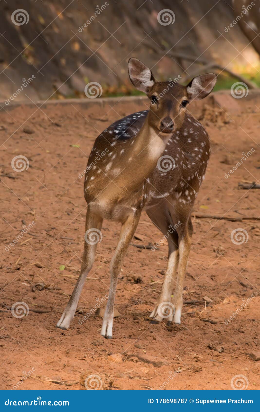 Fur Deer Brown Texture With White Patterns , Animal Skin Background ...