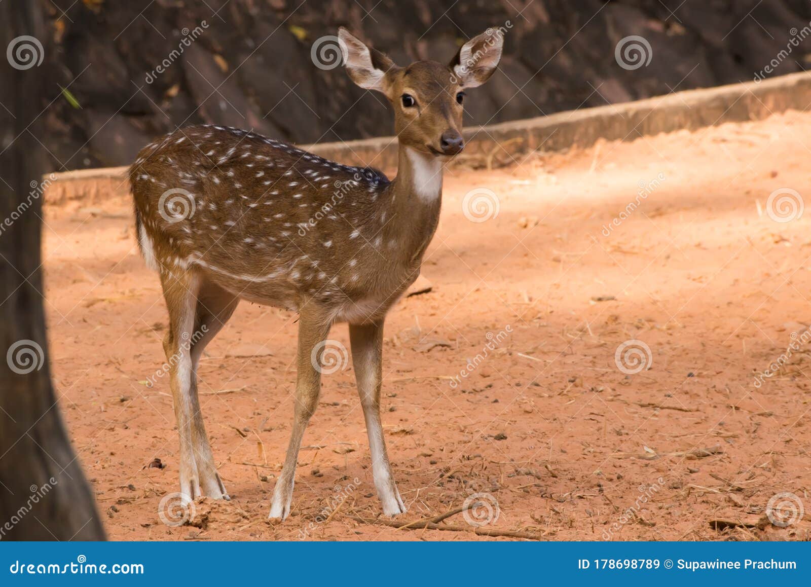 Fur Deer Brown Texture With White Patterns , Animal Skin Background ...