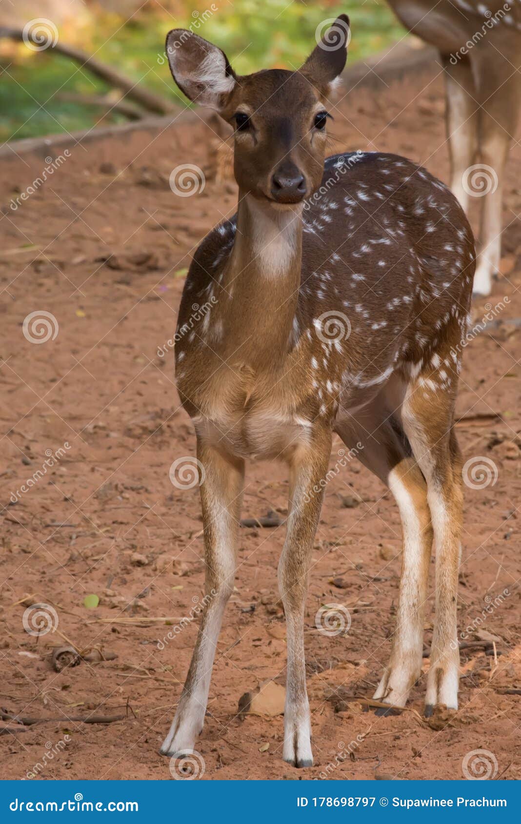 Eld`s Deer Or Brown-Antlered Deer, Cervus Eldii Stock Photography ...