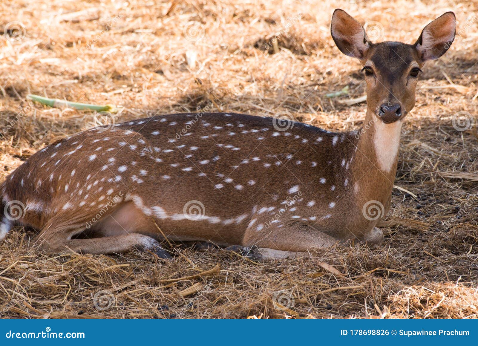 Fur Deer Brown Texture With White Patterns , Animal Skin Background ...