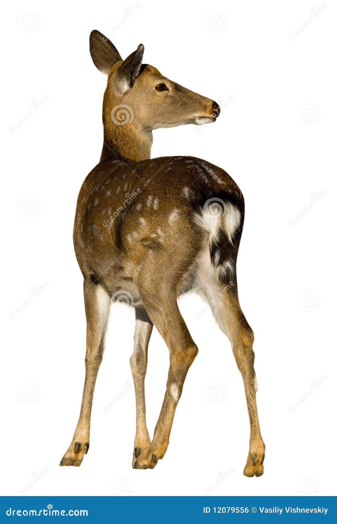 Sika Deer, Cervus nippon stock photo. Image of close - 12079556