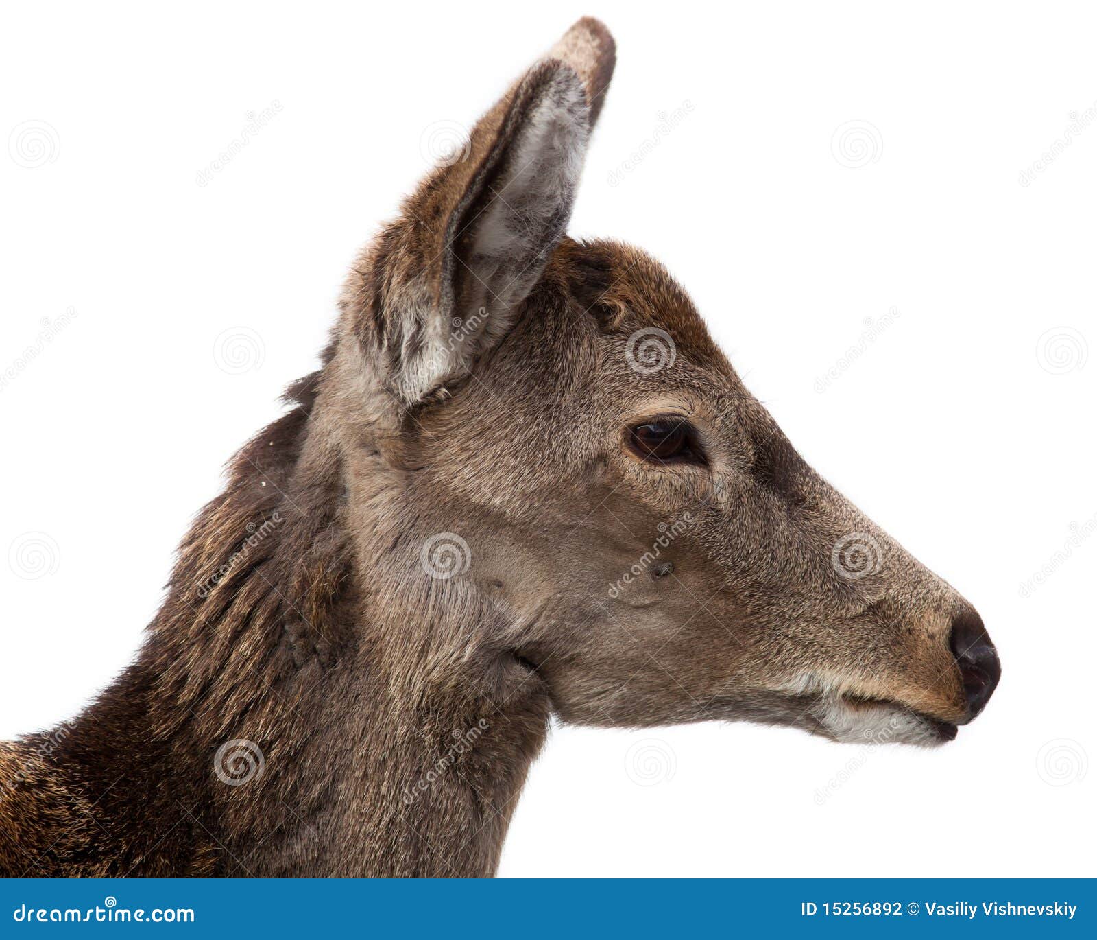 Sika Deer, Cervus nippon stock photo. Image of close - 15256892