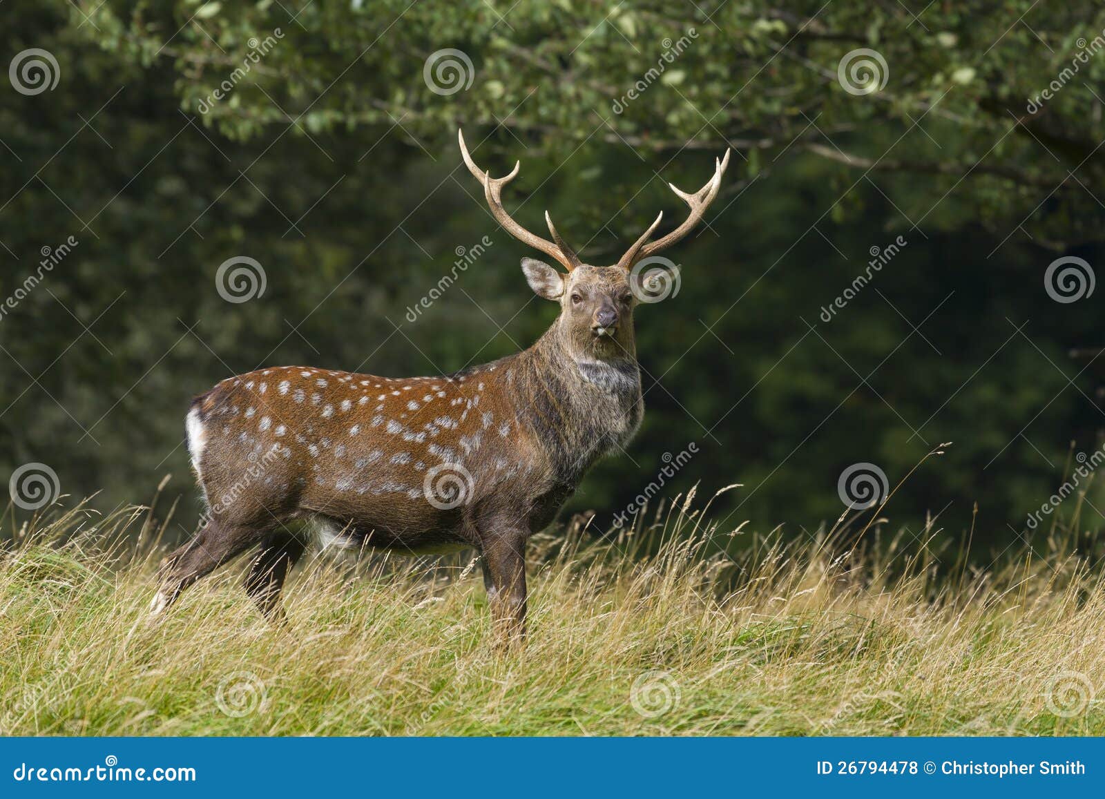 Sika Deer (Cervus nippon) stock photo. Image of majestic - 26794478