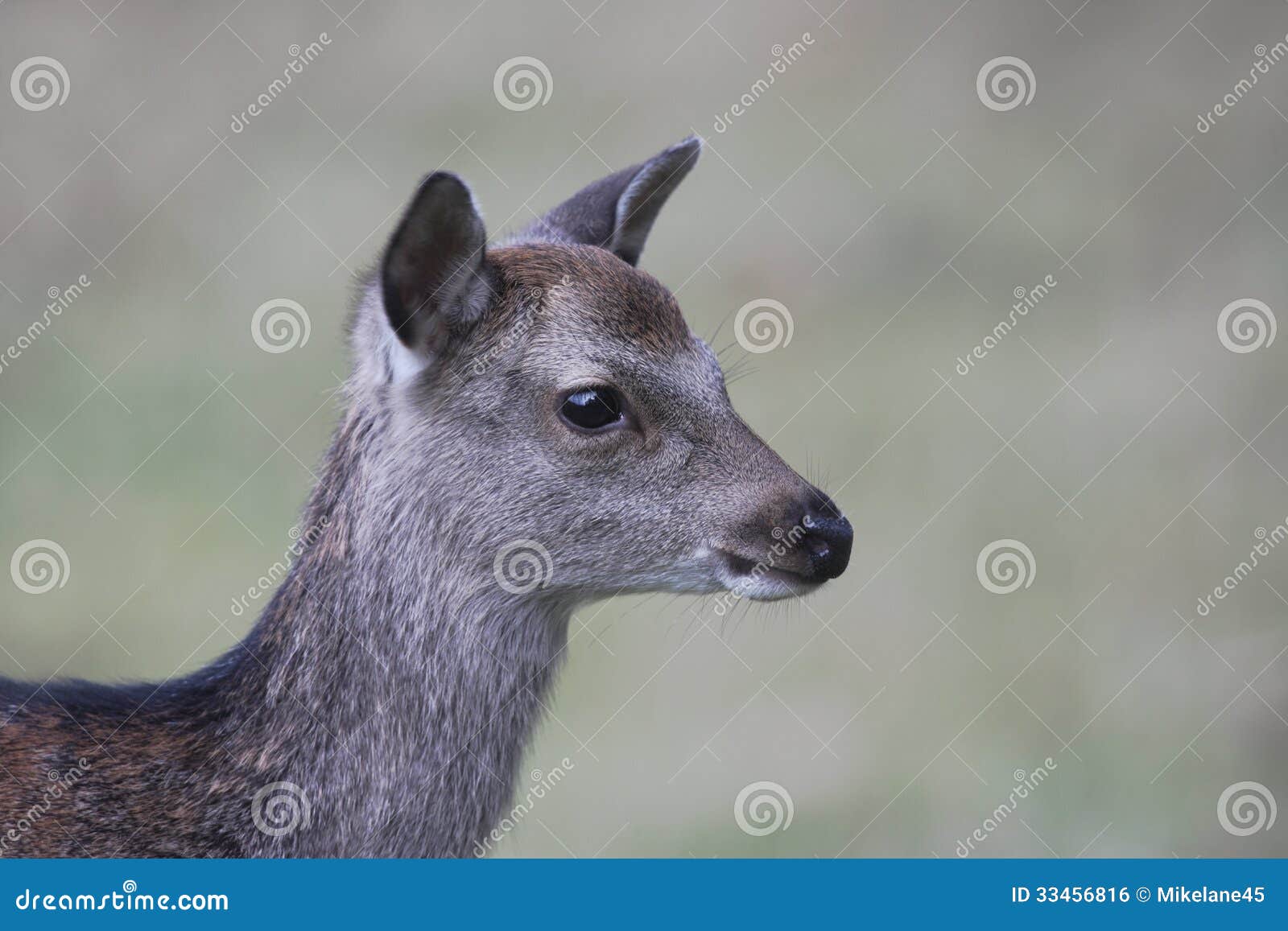 Sika deer, Cervus nippon, stock photo. Image of mammal - 33456816