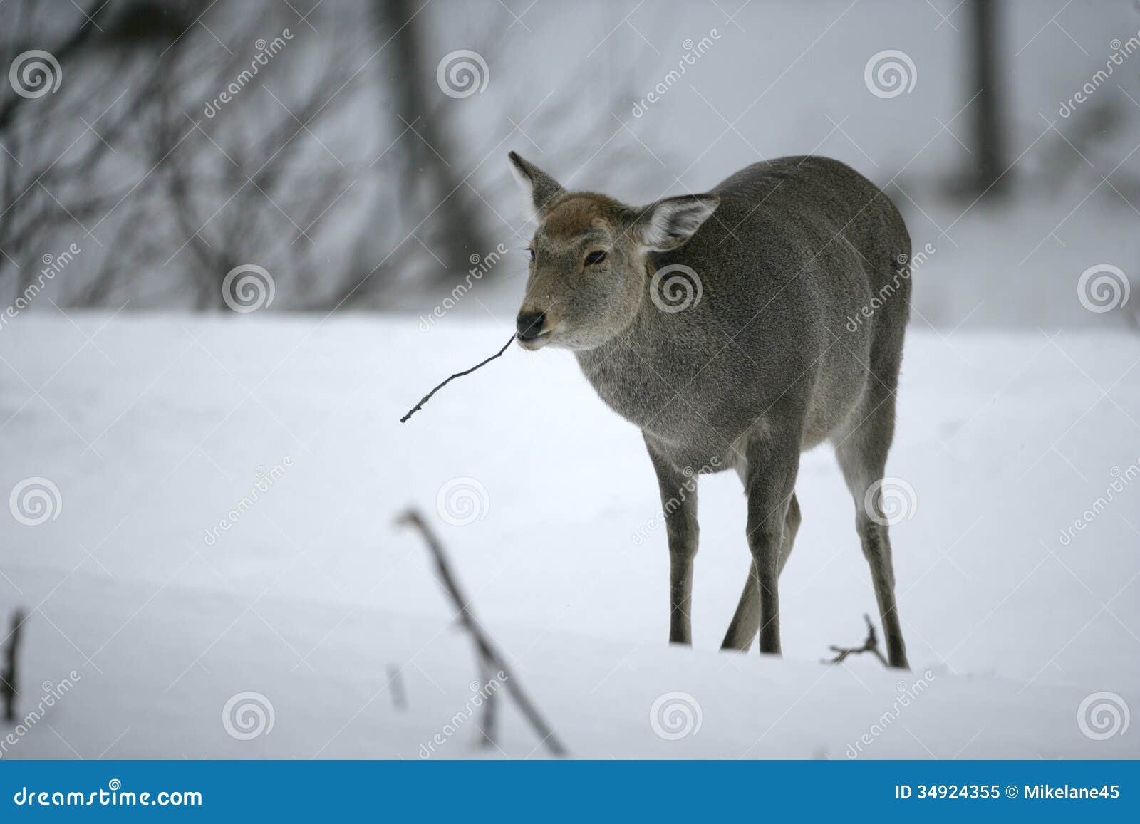 Sika deer, Cervus nippon, stock image. Image of animal - 34924355