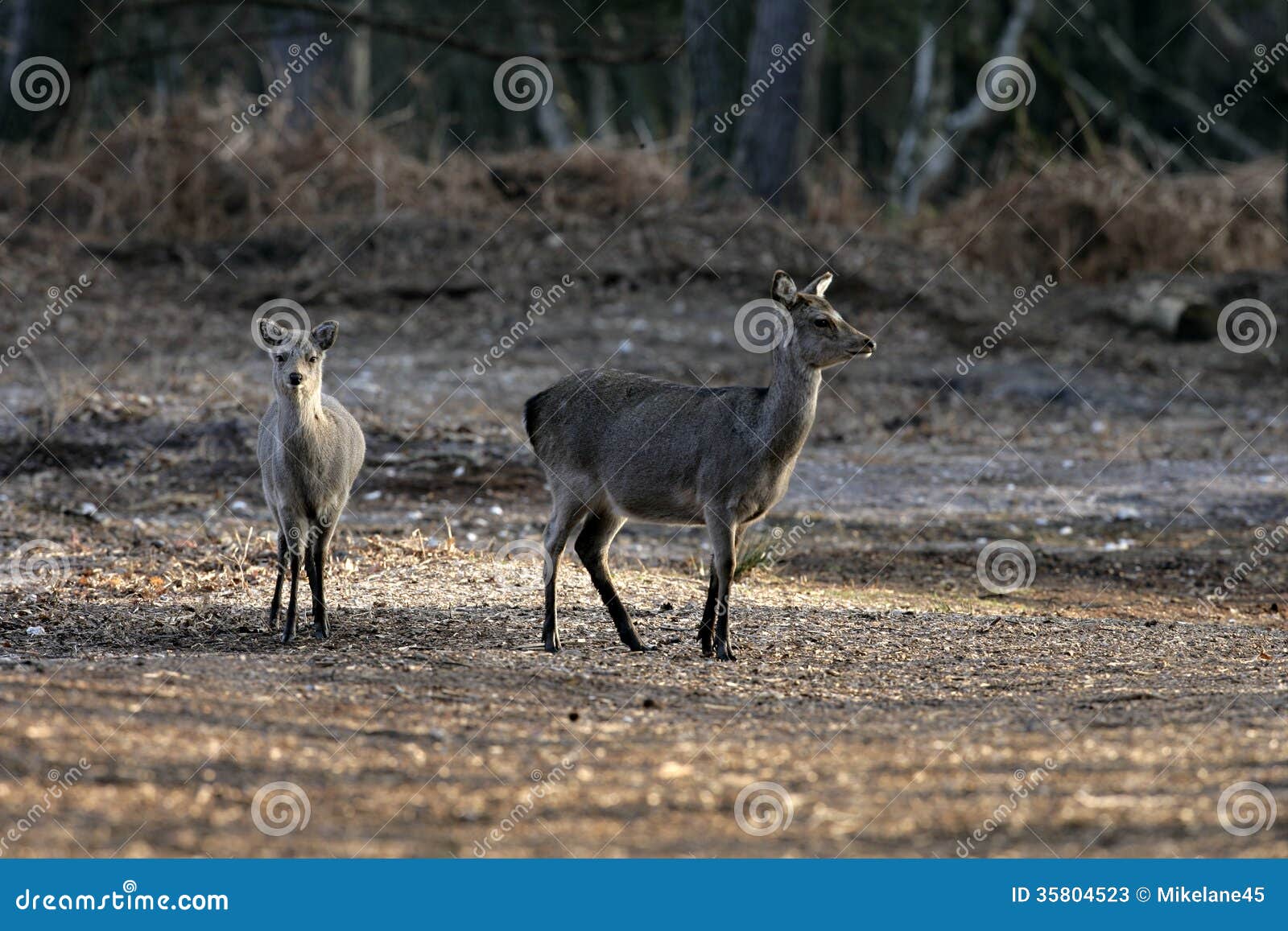 Sika deer, Cervus nippon stock image. Image of woodland - 35804523