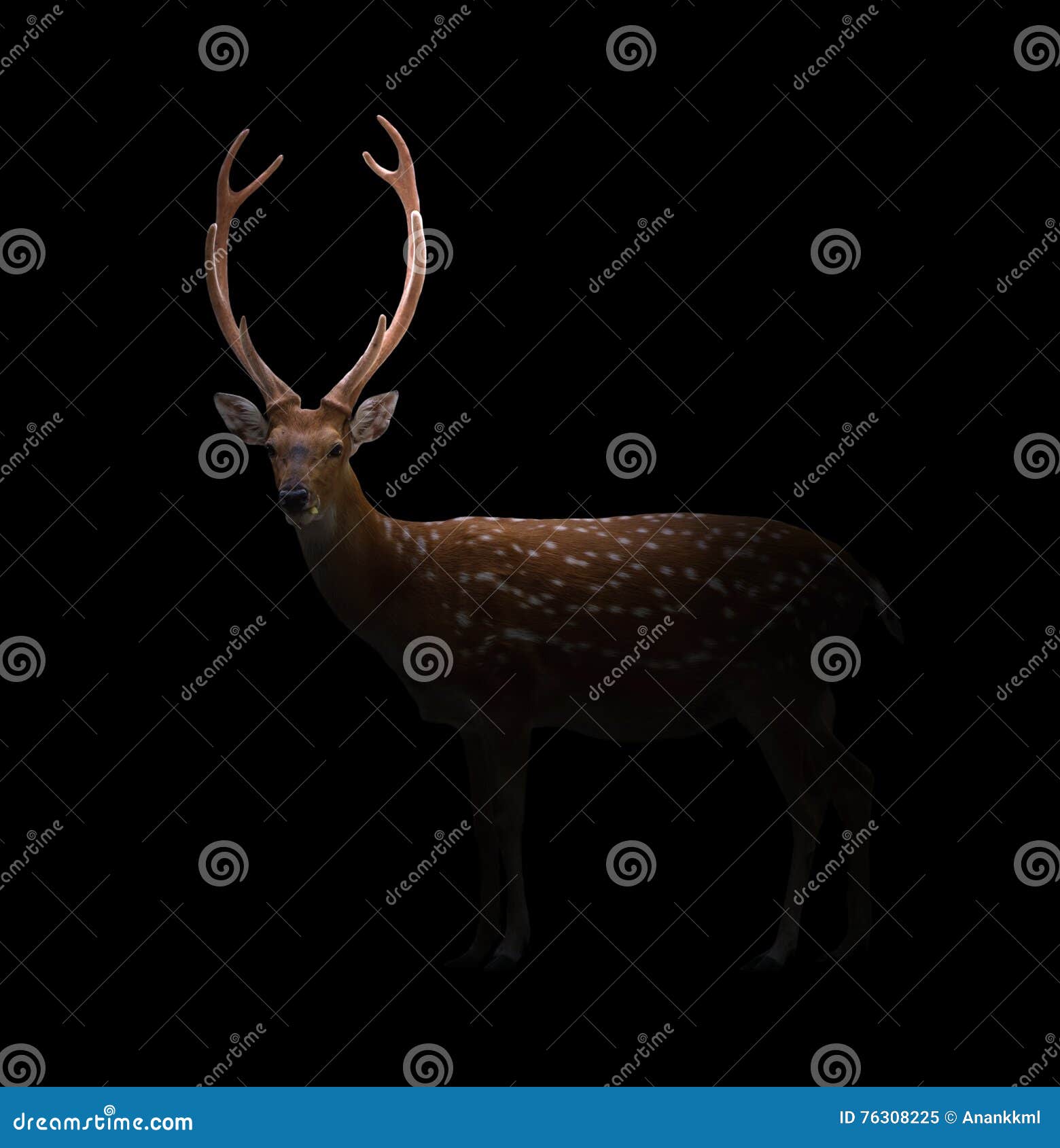 Sika deer in the dark stock image. Image of mystic, dawn - 76308225